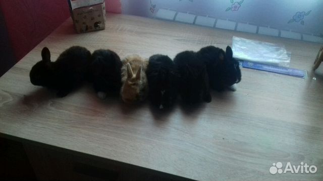 Декоративные кролики