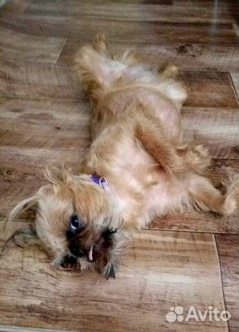 Брюссельский гриффон вязка