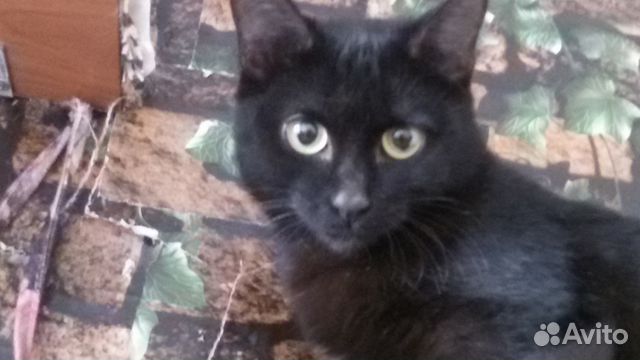 Пантерочка Настена