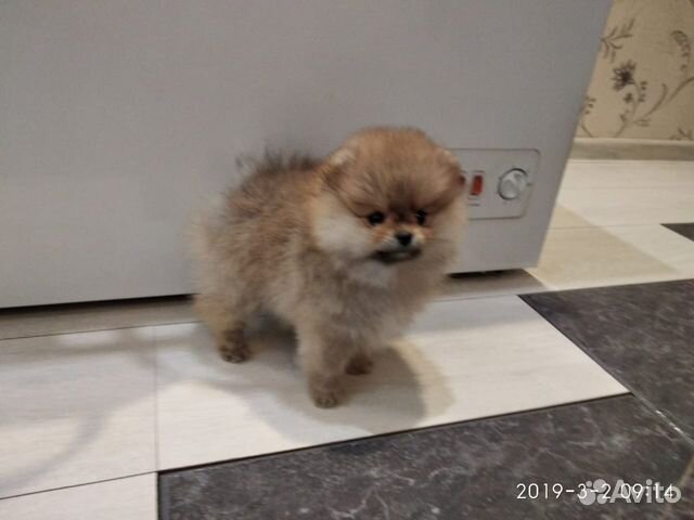 Мальчик помиранчик