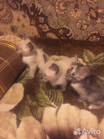 Продам сиамских котят