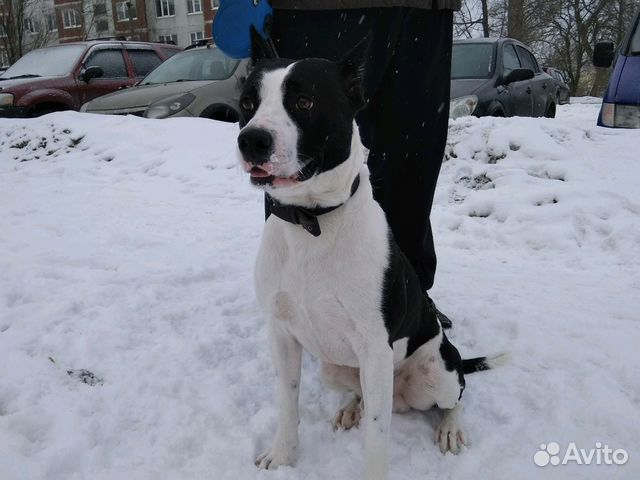 Тайсон ищет дом