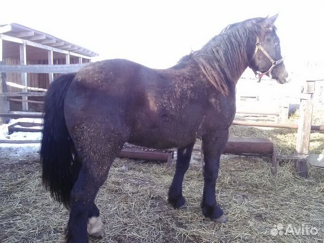 Продам жеребчиков тяжеловозных пород
