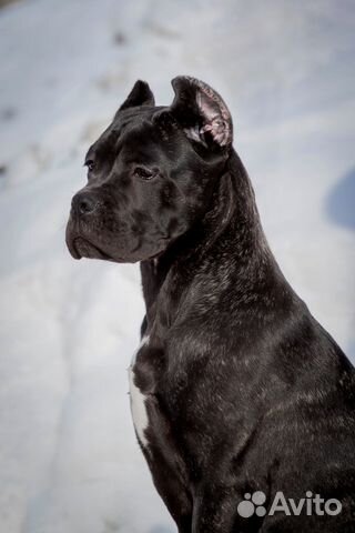 Прекрасная девочка Итальянского Кане Корсо, 5 мес