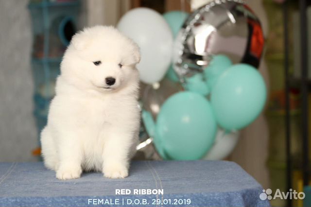 Щенки самоеда от титулованных родителей