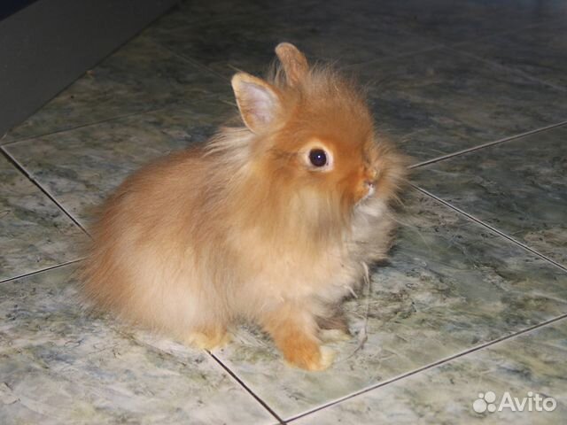 Карликовый кролик