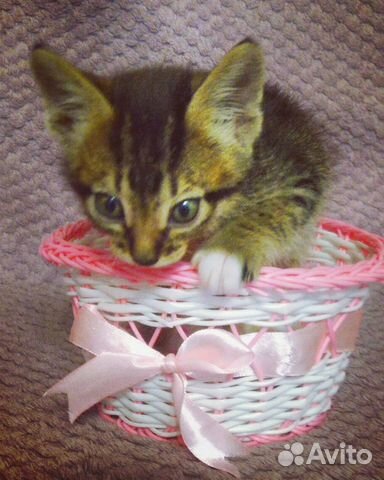 Милые котята