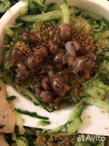 Улитка Ахатинка