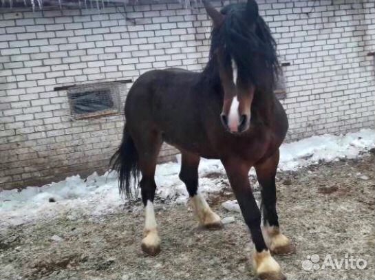 Продаю жеребца