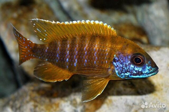 Красивые Малавийские цихлиды