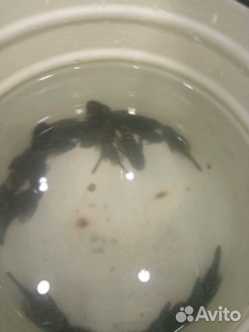 Сомы прилипалы взрослые