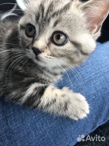 Британский котенок