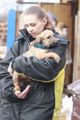 Из приюта раздаются щеночки