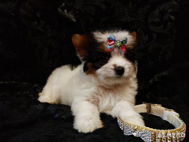 Шикарная малышка Бивер йорк