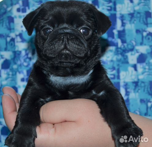Щенок мопса от супер пары
