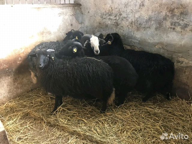 Овцы и бараны