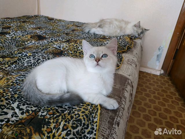 Голубоглазый короткошерстный котик