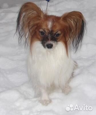 Ушастое очарование - папийон