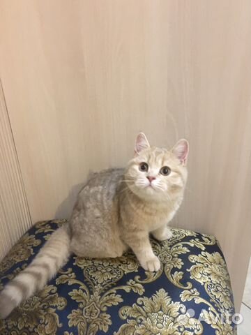 Шотландская кошечка Ofeliya Unis