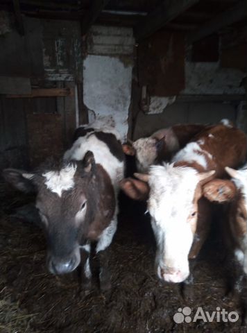 Бычки 1,5 года