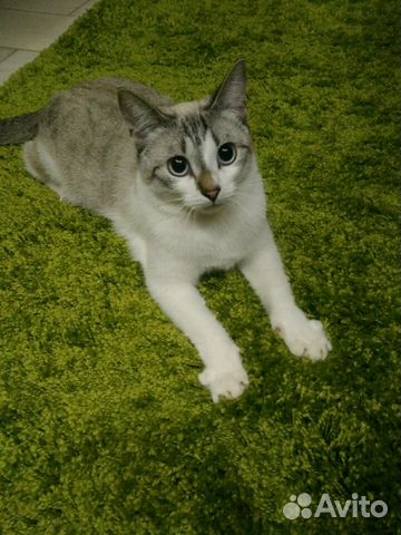 Тайская кошечка
