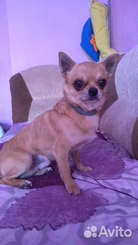 Жених чихуахуа