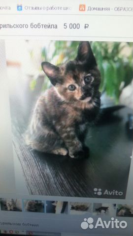 Продам котёнка