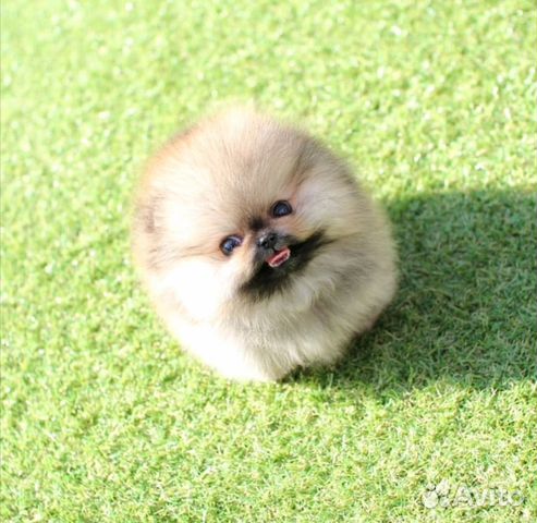 Микро и Мини Мимишки*Доставка