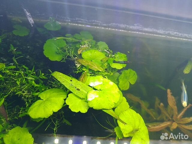 Креветки вишневые