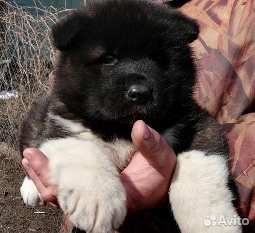 Американец - сама серьезность