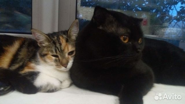 Котята - красавцы