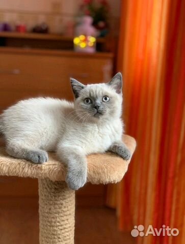Шотландская кошечка