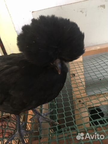 Продам цыплят разной породы