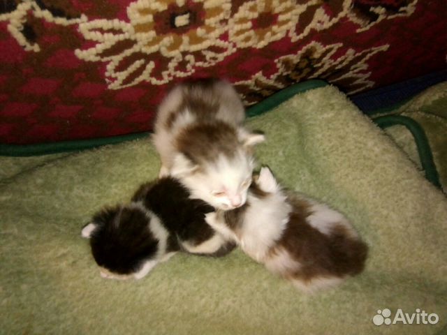 Котята