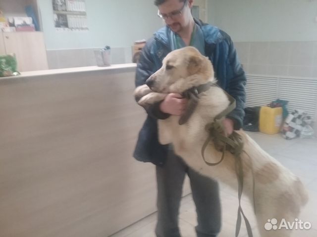 Алабайка в добрые руки