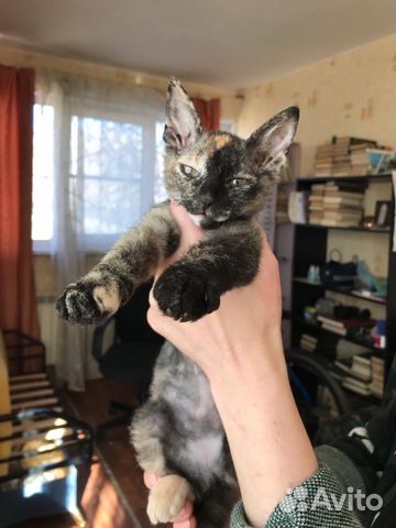 Сфинкс котенок