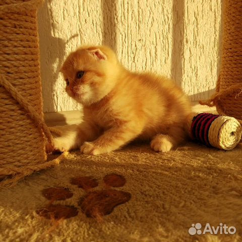 Шотландский мальчик (скоттиш-фолд)