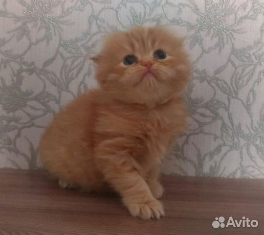 Солнечное плюшевое счастье)