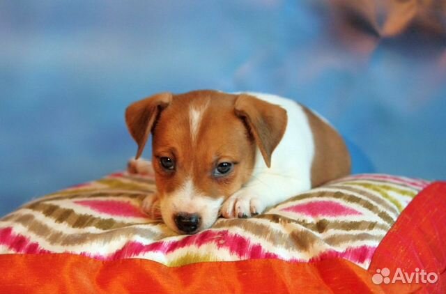 Маленькая шалунья