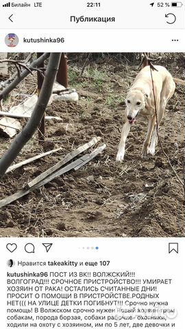 Собаки. Порода «Борзая» в дар