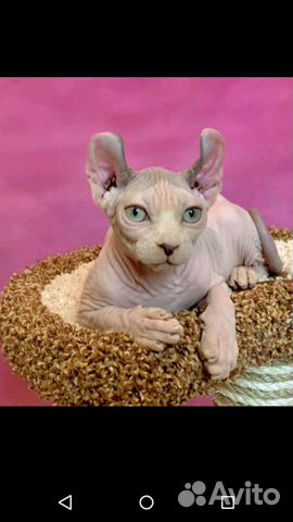 Красавец Эльф