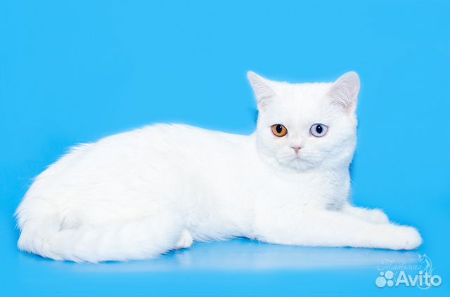 Шотландская разноглазая блондинка