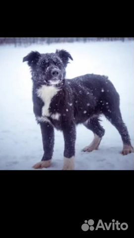 Щенок Багира