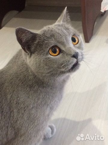 Кошечка Британка