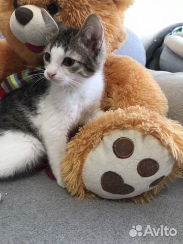 Котик 2 месяца