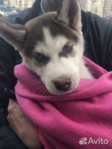 Сибирский хаски