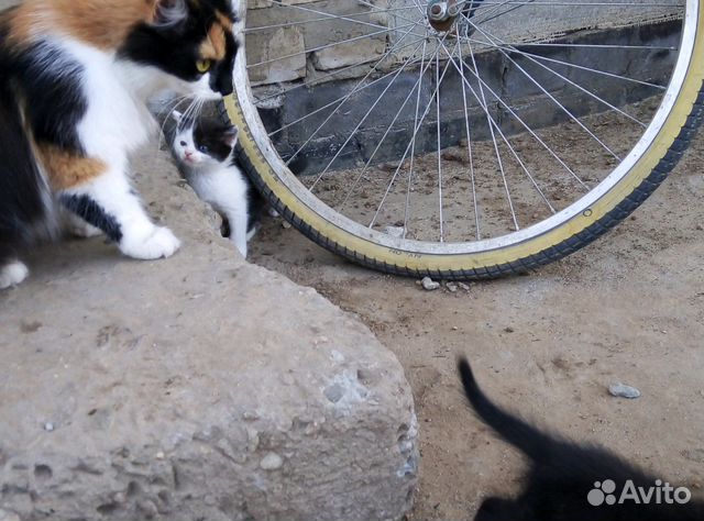 Котята от домашней кошечки мышеловки