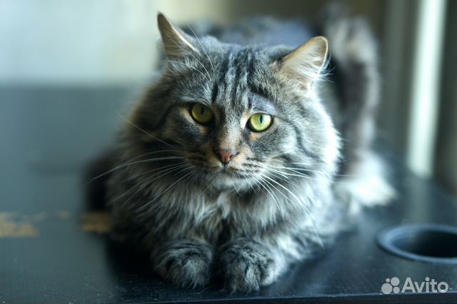 Кот Барсик