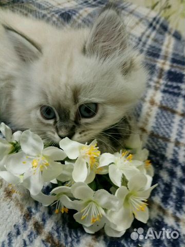 Невское маскарадное чудо