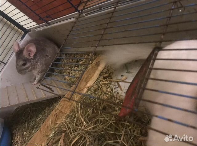 Шиншилла мальчик с большой клеткой